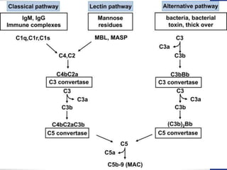 Regulation of complement system | PPTX | Blood Disorders | Diseases and ...