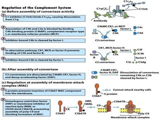 Regulation of complement system | PPTX | Blood Disorders | Diseases and ...