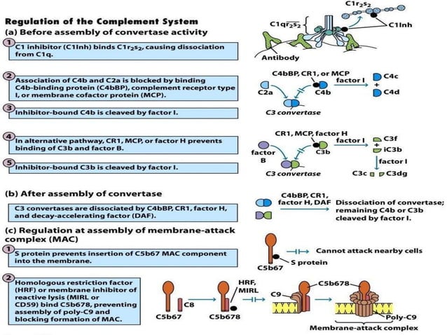 Regulation of complement system | PPTX | Blood Disorders | Diseases and ...
