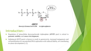 Regulation of deoxynucleotide metabolism | PPTX