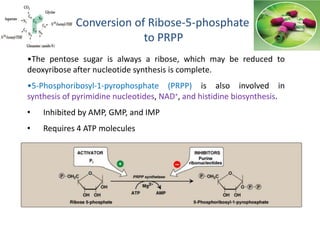 Regulation of DNA synthesis | PDF