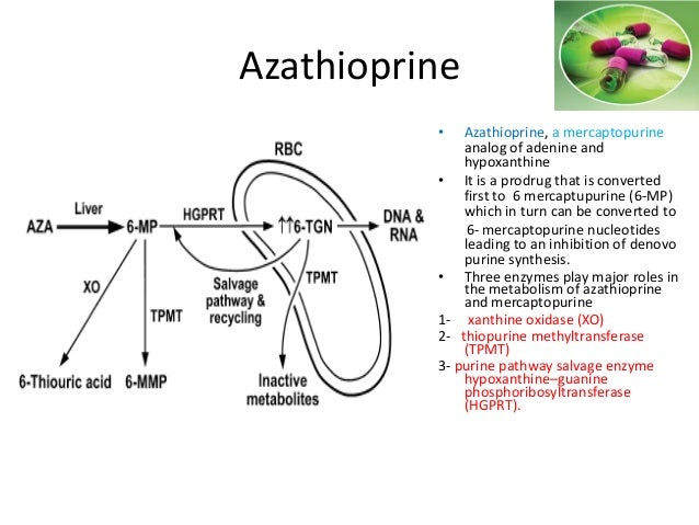 Regulation of DNA synthesis