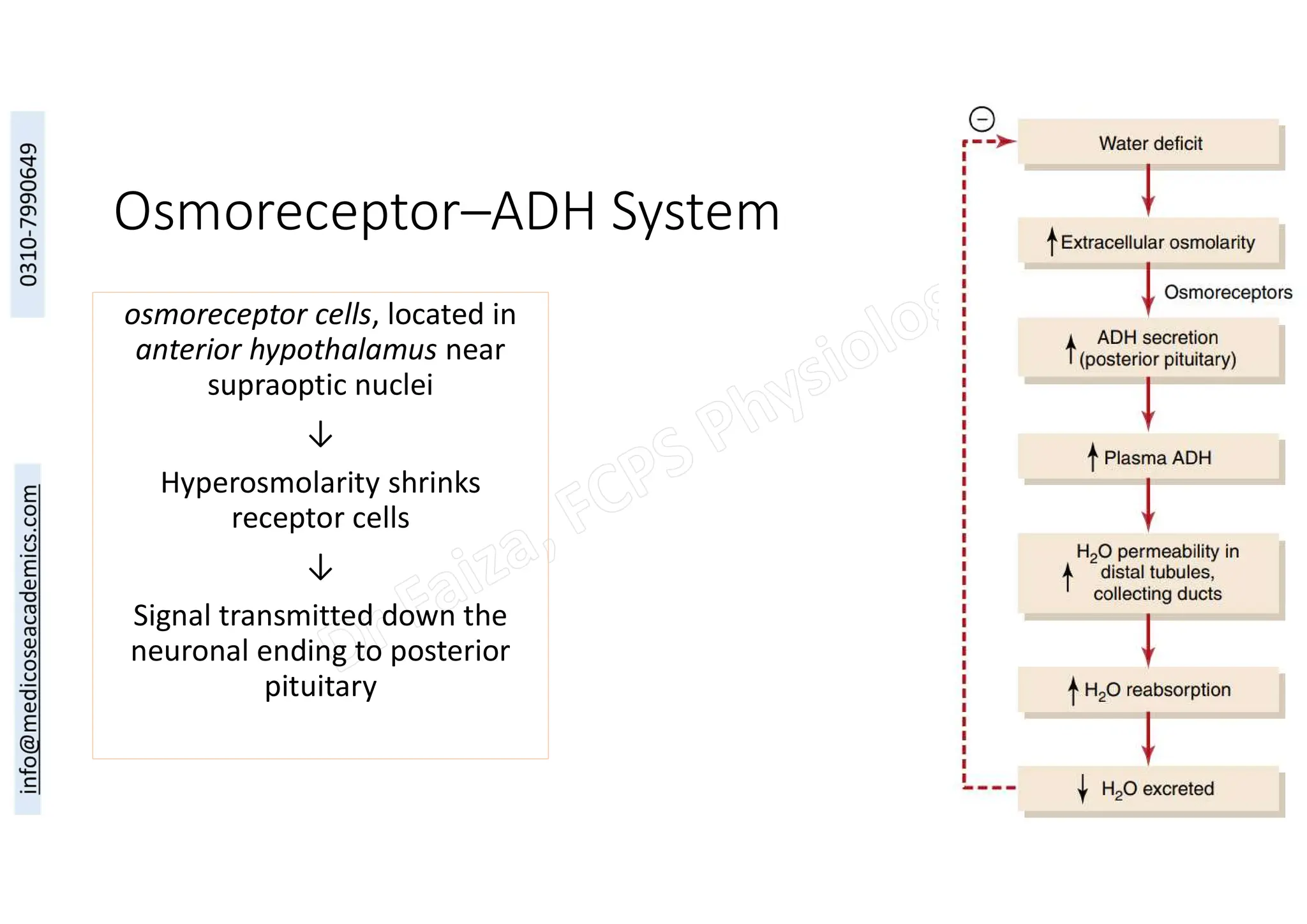 regulation of ECF Osmolarity and Fluid Volume | PDF