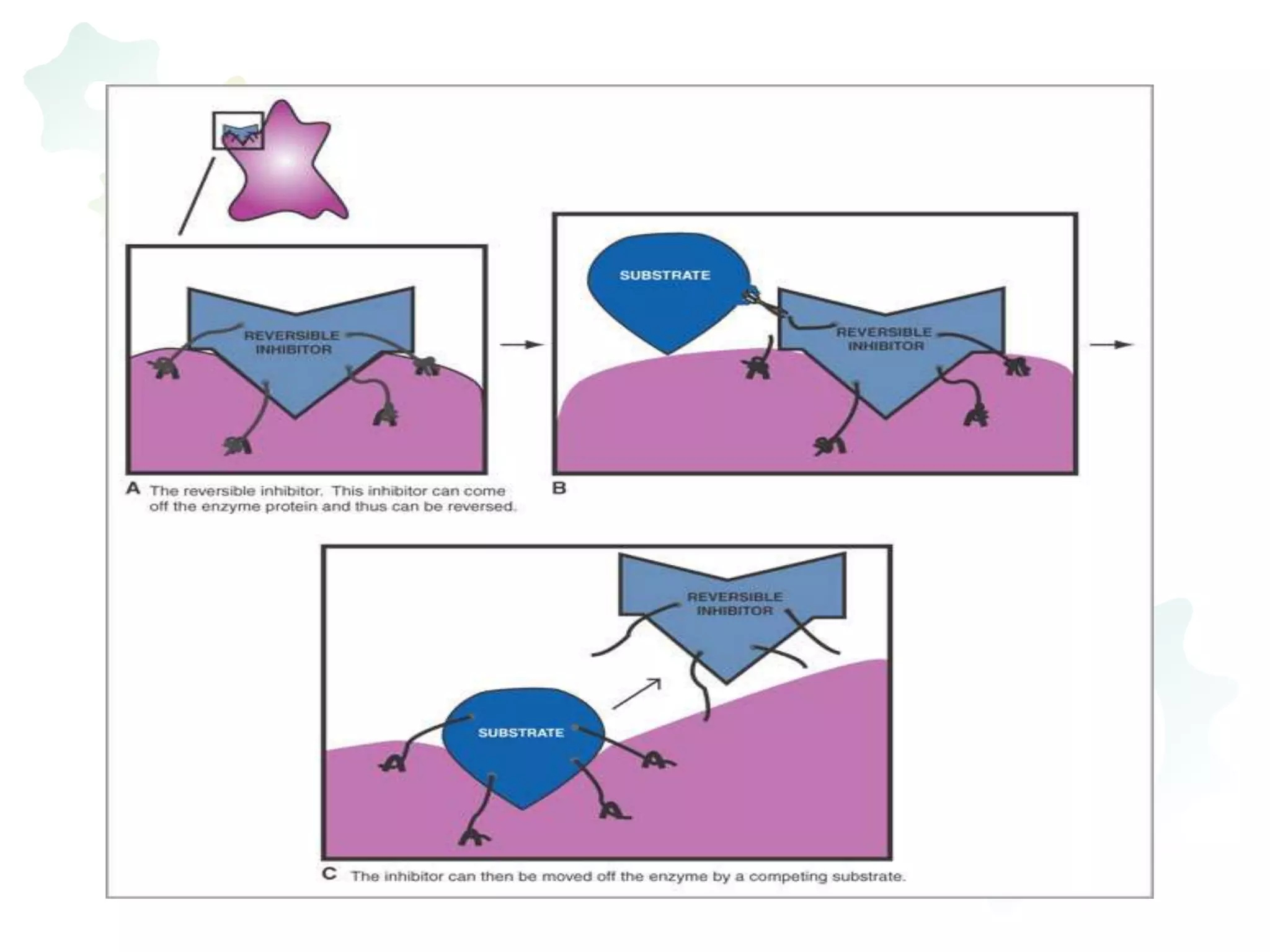 Regulation of enzyme activity | PPTX