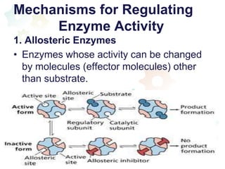 Enzyme Active Site Allosteric Site
