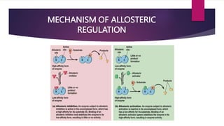 Regulation of Enzyme activity.pptx