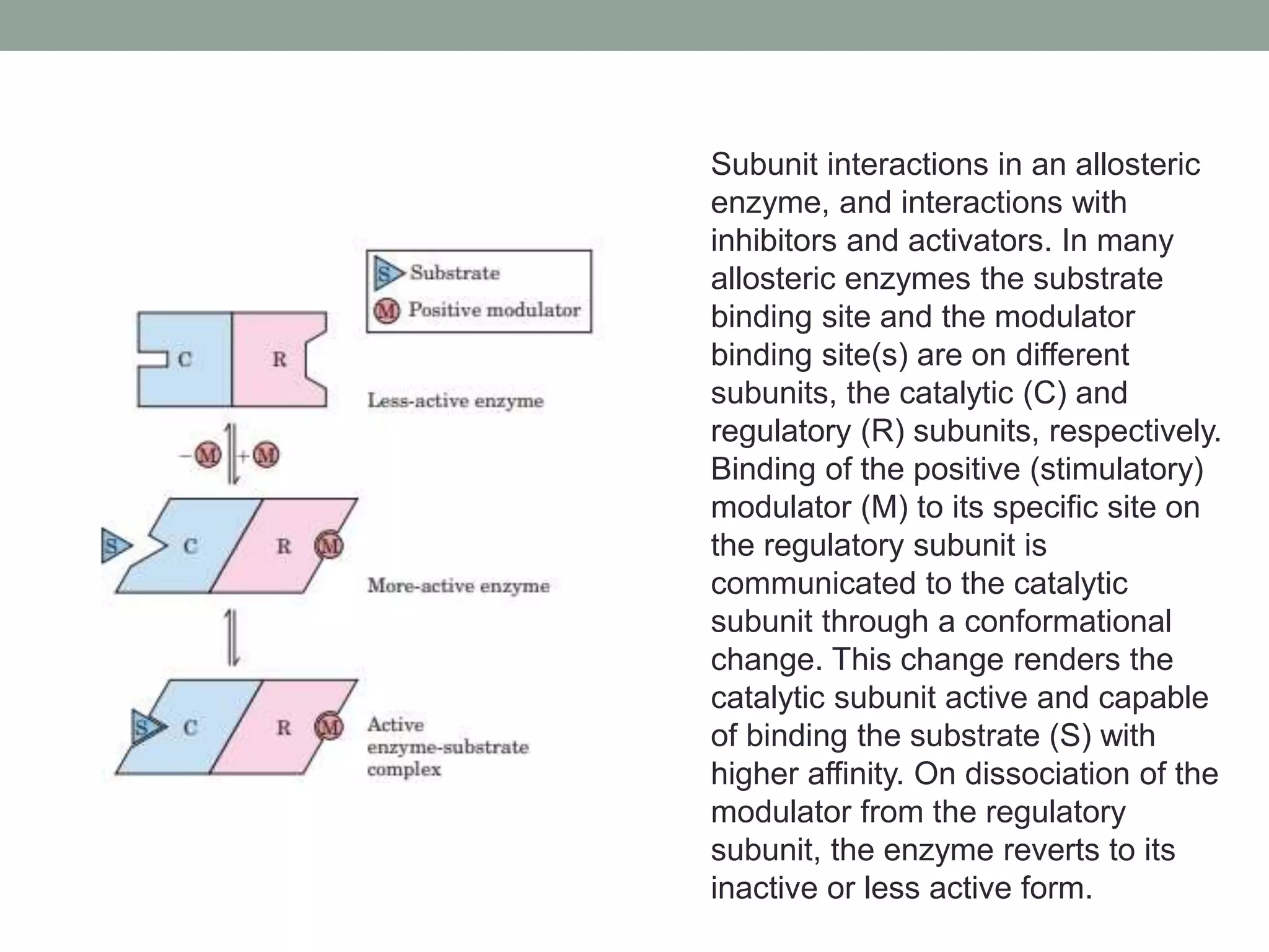 Regulation of Enzymes.pptx
