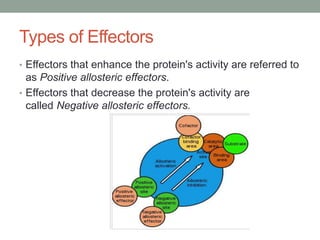Regulation of Enzymes.pptx