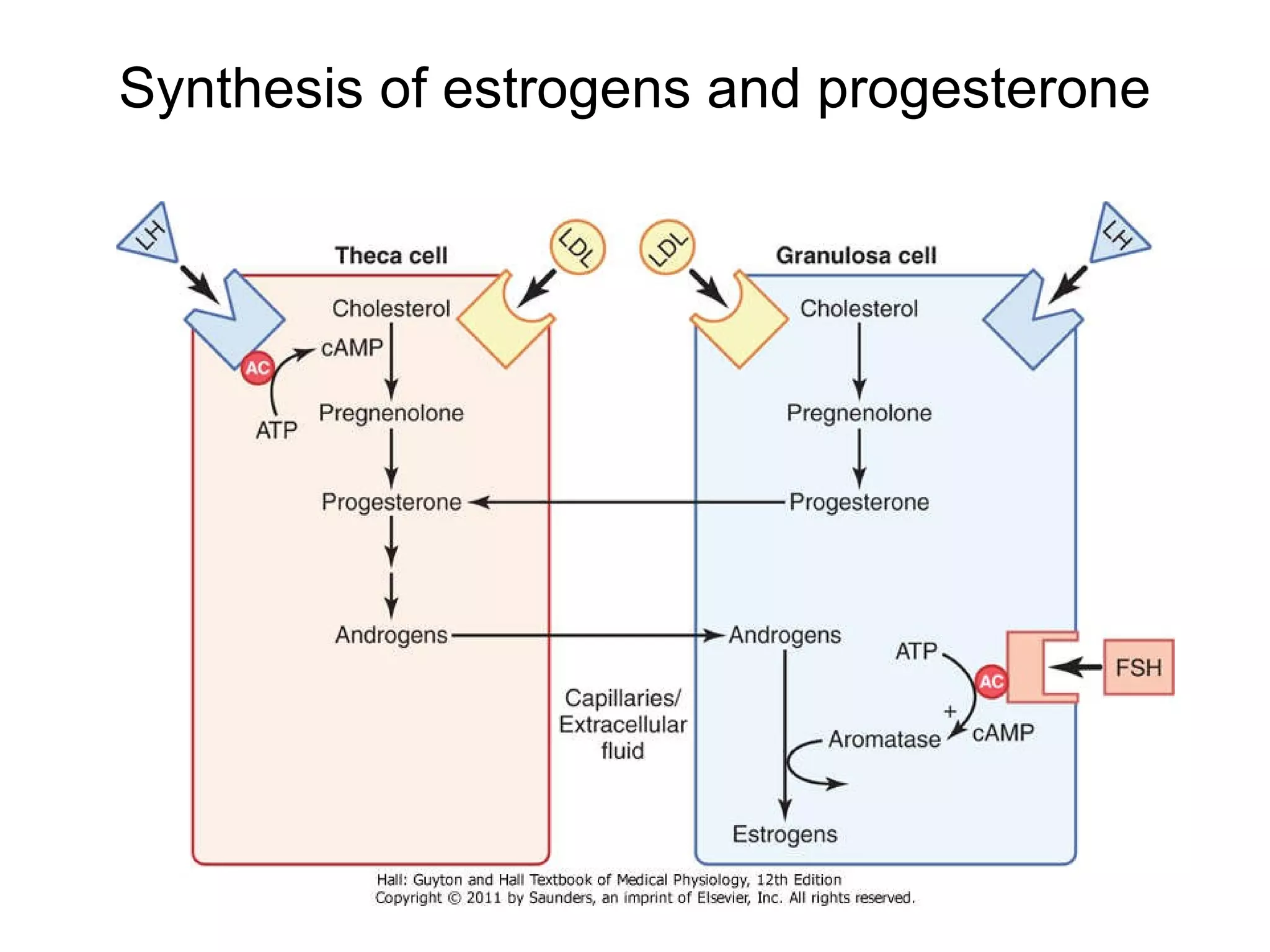 Regulation of female monthly rhythm | PPT