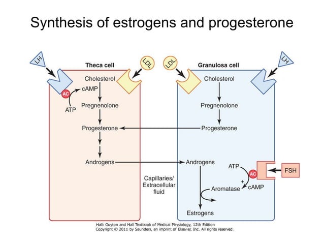 Regulation of female monthly rhythm | PPT | Pregnancy | Reproductive Health