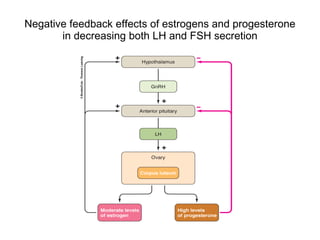 Regulation Of Female Monthly Rhythm Ppt