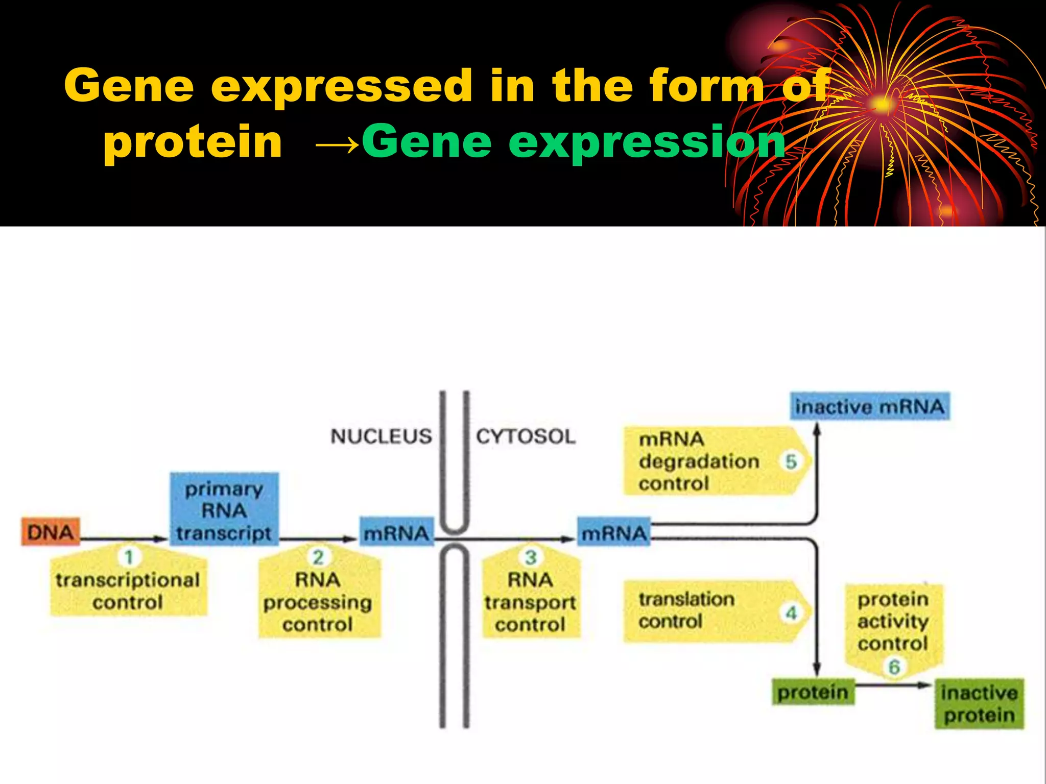 Regulation of gene expression | PPTX