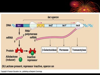 Regulation of gene expression | PPTX | Chemistry | Science
