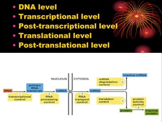 Regulation of gene expression | PPTX | Chemistry | Science