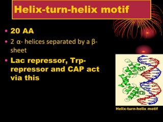 Regulation of gene expression | PPTX