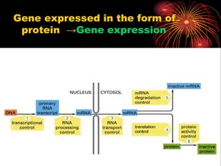 Regulation of gene expression | PPTX | Chemistry | Science