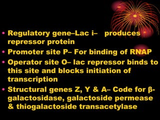 Regulation of gene expression | PPTX | Chemistry | Science