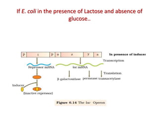 Regulation of gene expression... | PPTX