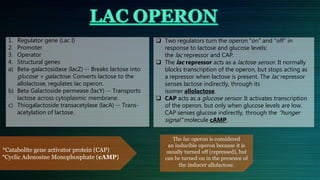 Regulation of gene expression | PPTX