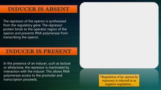 Regulation of gene expression | PPTX | Endocrine and Metabolic Diseases ...