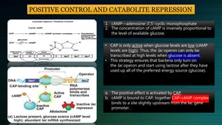 Regulation of gene expression | PPTX