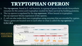 Regulation of gene expression | PPTX