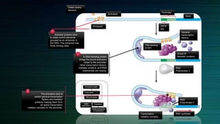 Regulation of gene expression | PPTX