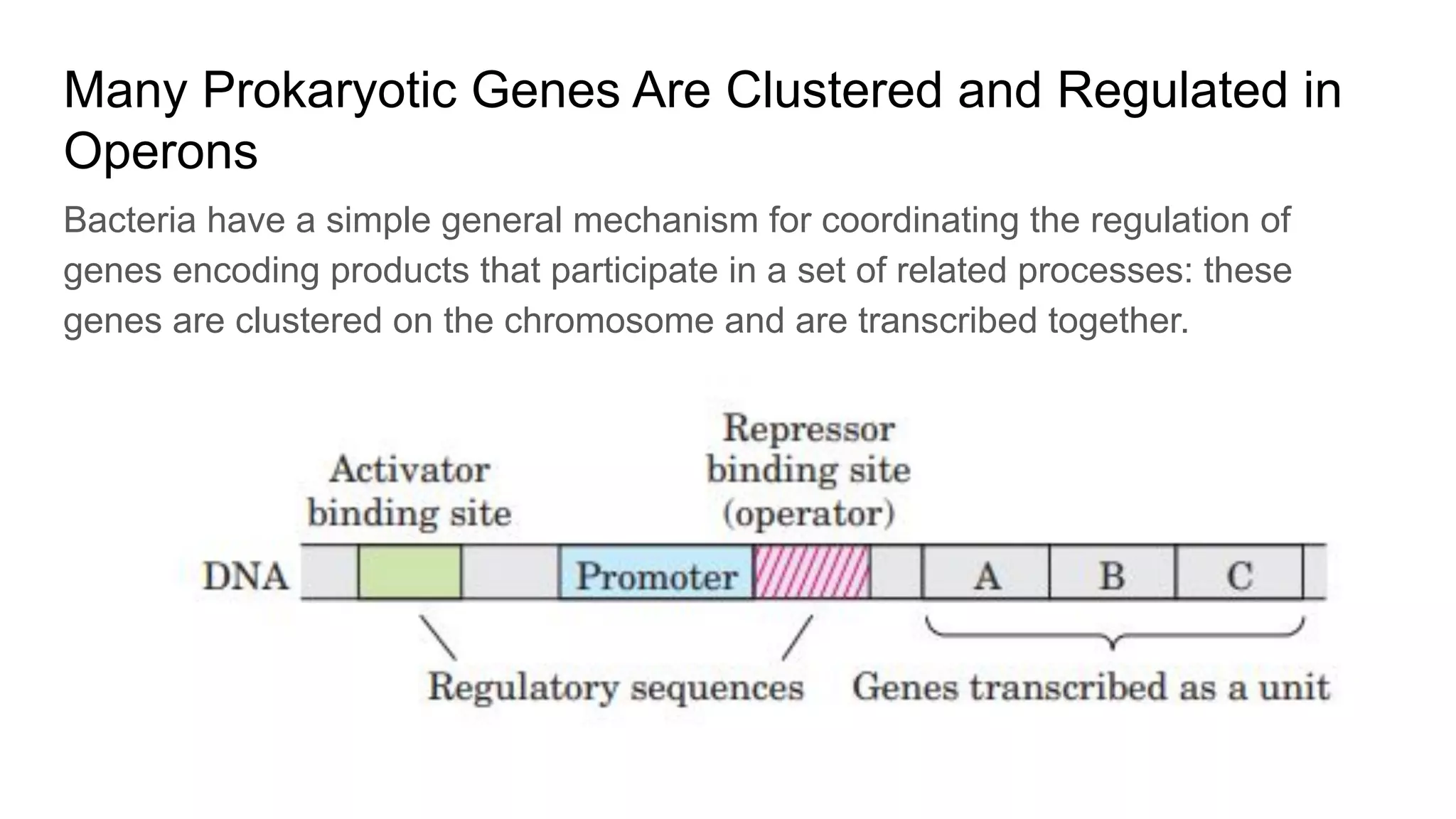Regulation of gene expression.pdf
