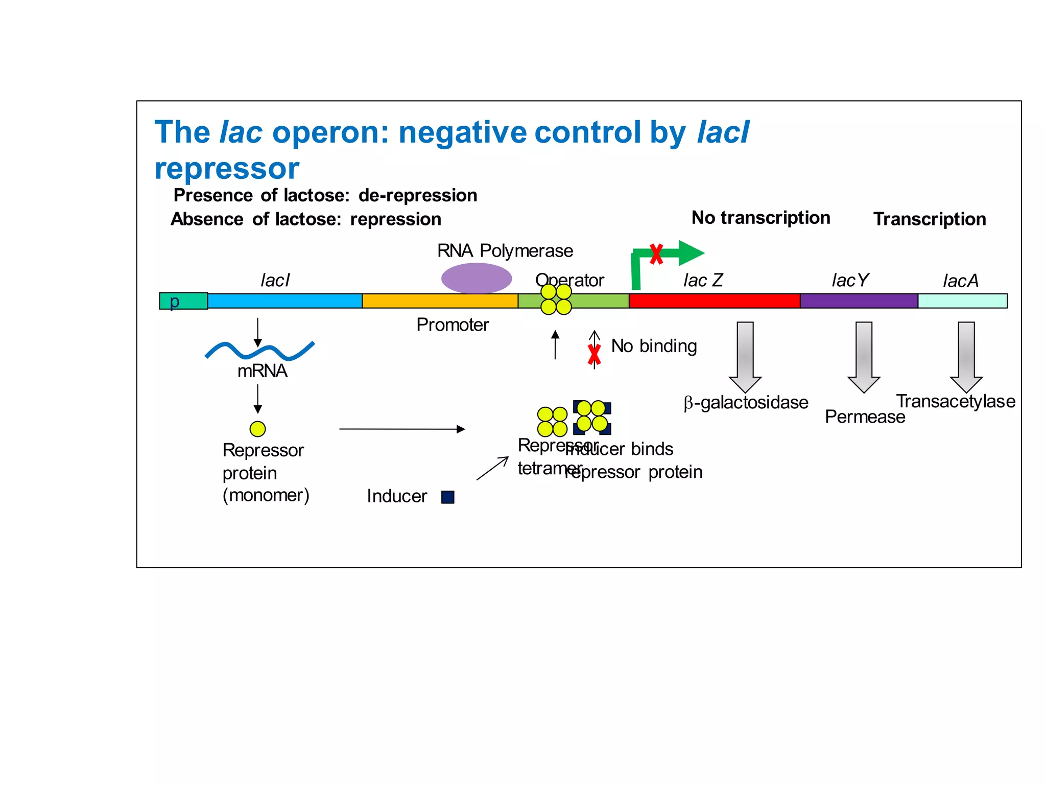 Regulation of gene expression. | PDF
