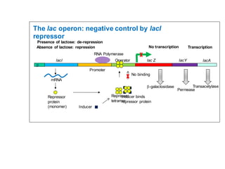 Regulation of gene expression. | PDF