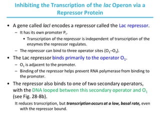 Regulation of gene expression. | PDF