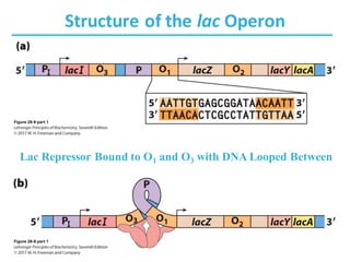 Regulation of gene expression. | PDF