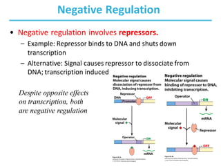 Regulation of gene expression. | PDF