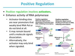 Regulation of gene expression. | PDF