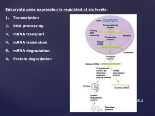 Regulation of gene expression.ppt