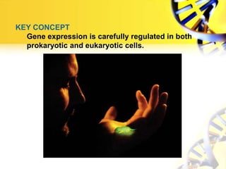 Regulation of gene expression and genetics.ppt