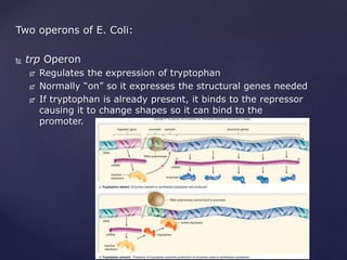 Regulation of gene expression.ppt234578w3e45 | PPT