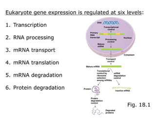 Regulation of Gene Expression-SH.pdf