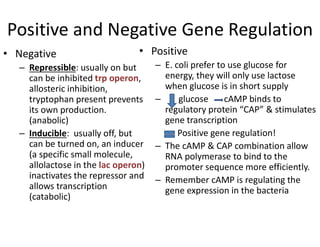 Regulation of Gene Expression-SH.pdf