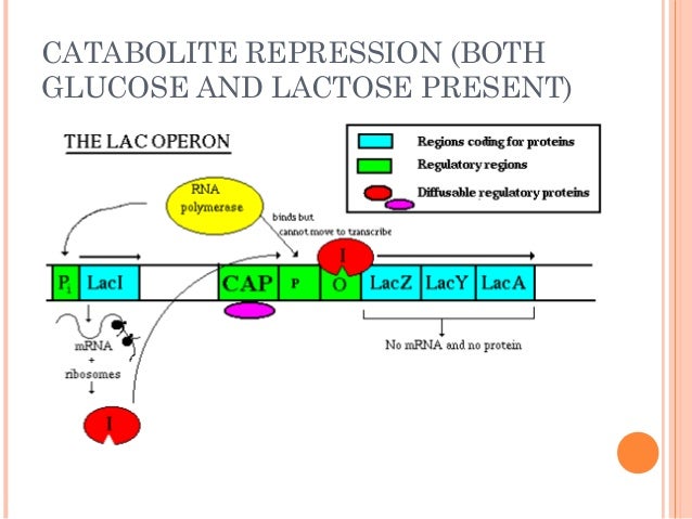 Regulation of gene expression (1).ppt ars