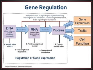 Regulation of gene expression 1 | PPTX