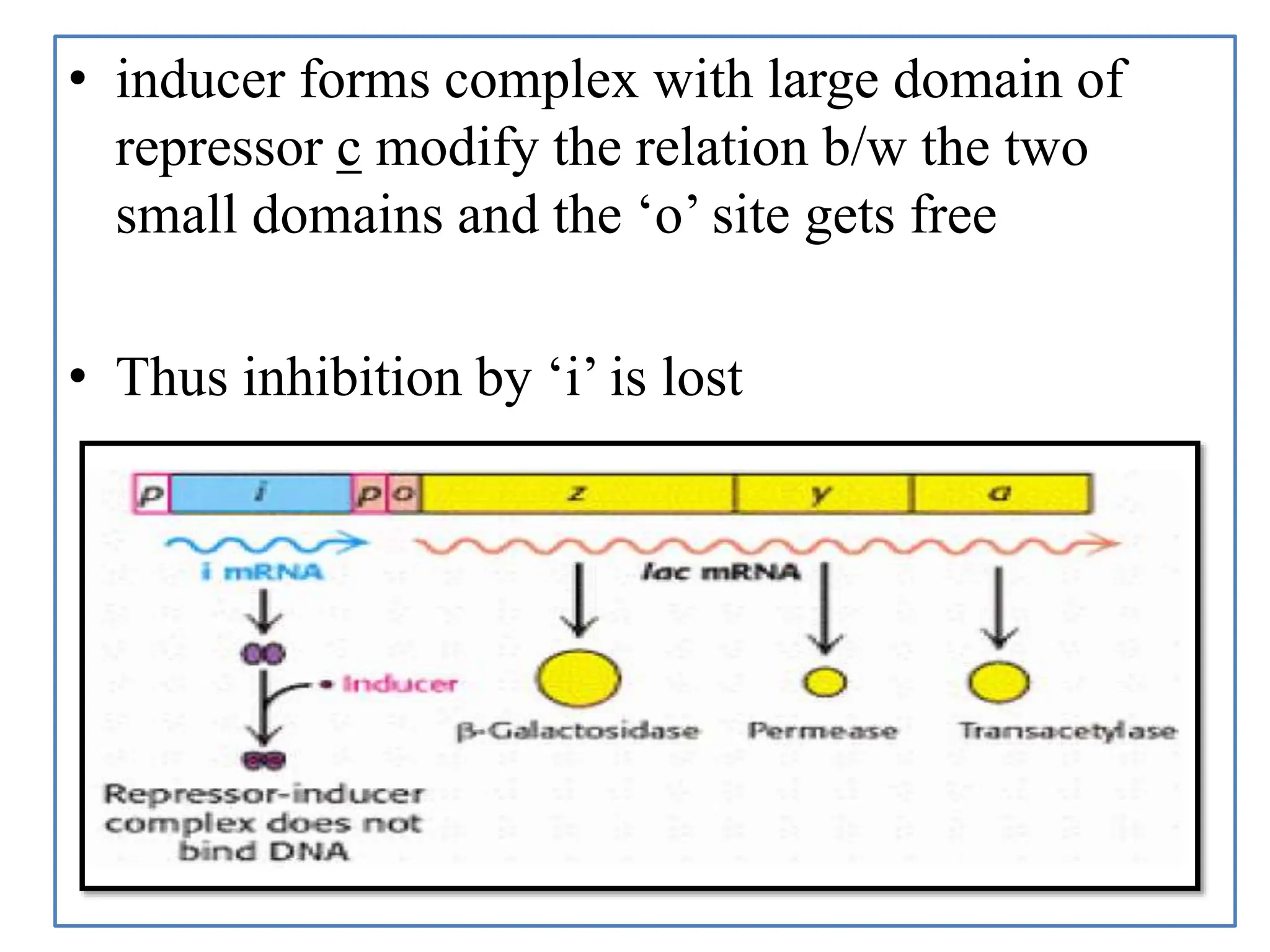 Regulation of gene expression . Law of inheritance | PPTX