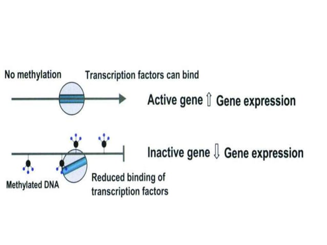 Regulation of gene expression . Law of inheritance | PPTX
