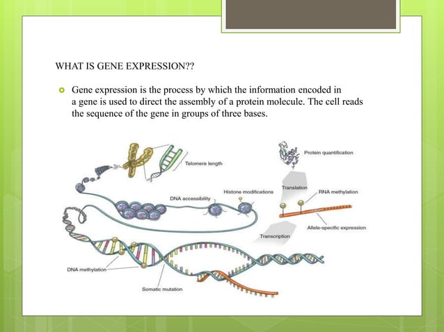 Regulation of gene expression in eukariyotic organisms | PPT