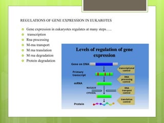 Regulation of gene expression in eukariyotic organisms | PPT