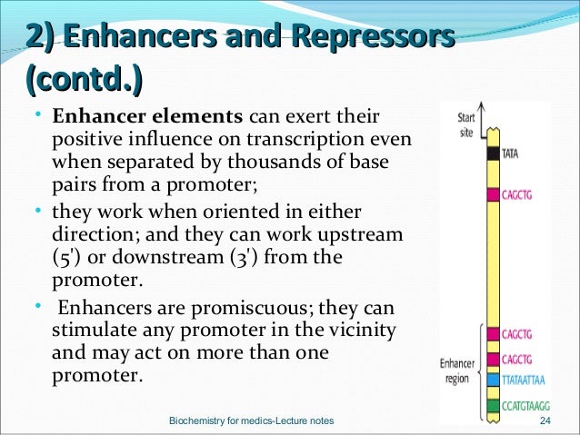Regulation of gene expression in eukaryotes