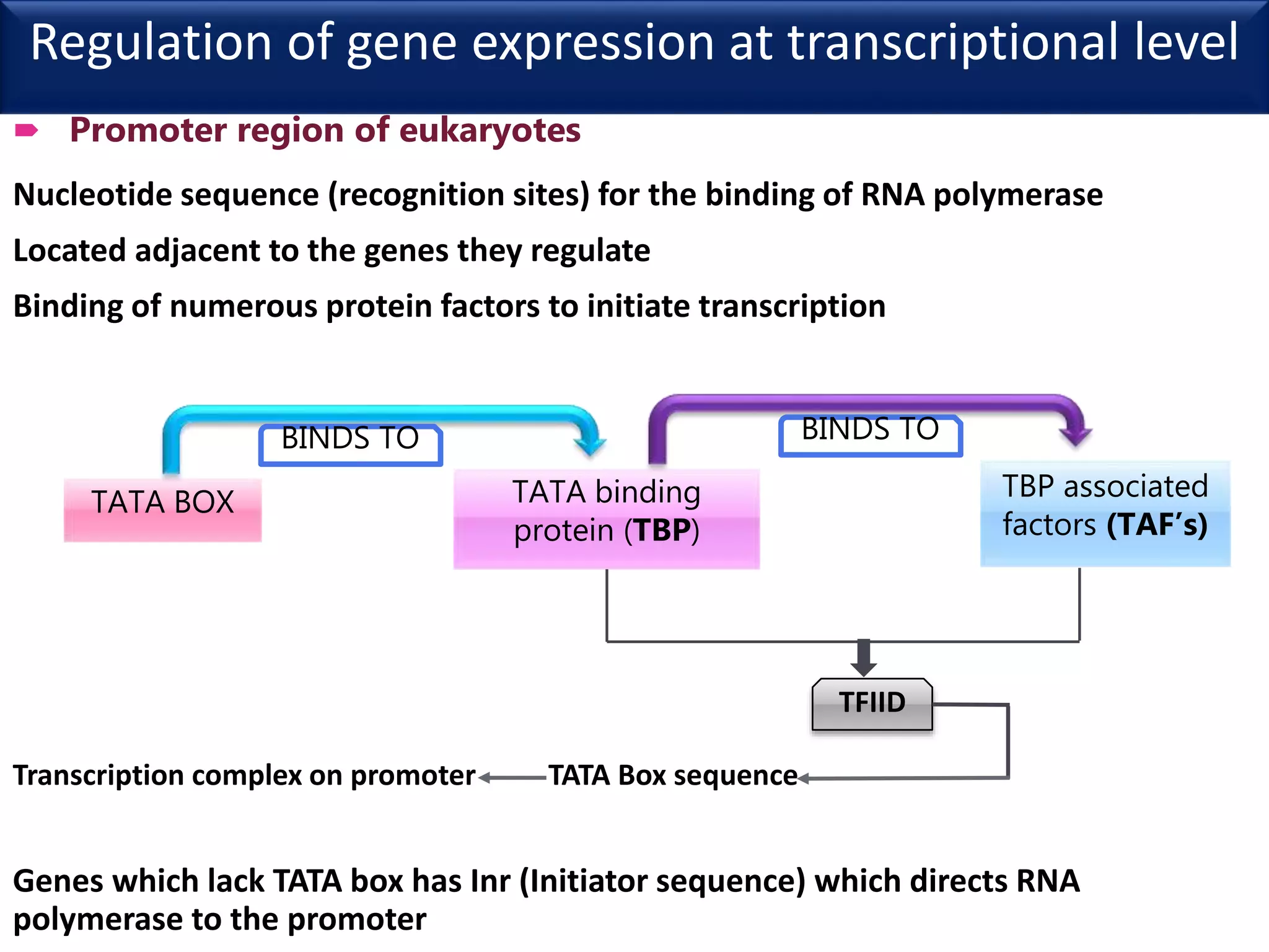 Regulation of gene expression in eukaryotes | PPTX