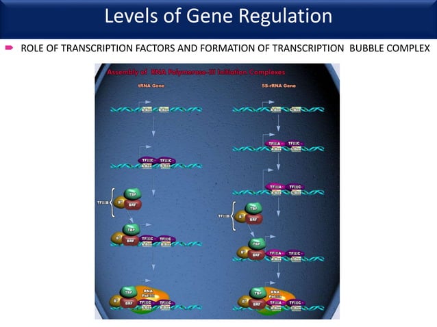 Regulation of gene expression in eukaryotes | PPTX