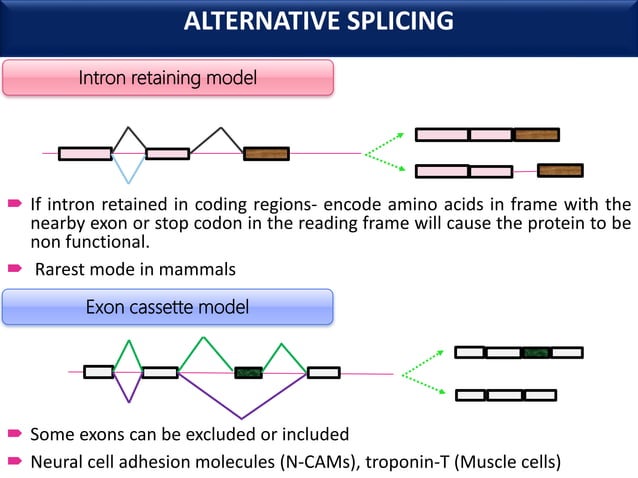 Regulation of gene expression in eukaryotes | PPTX