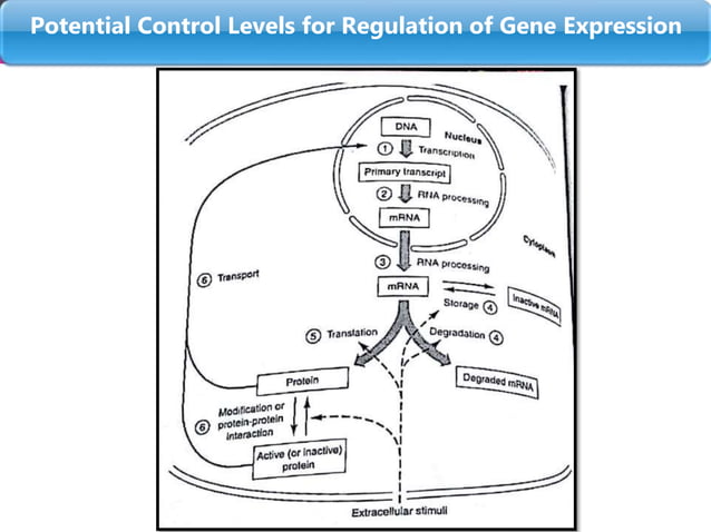 Regulation of gene expression in eukaryotes | PPTX